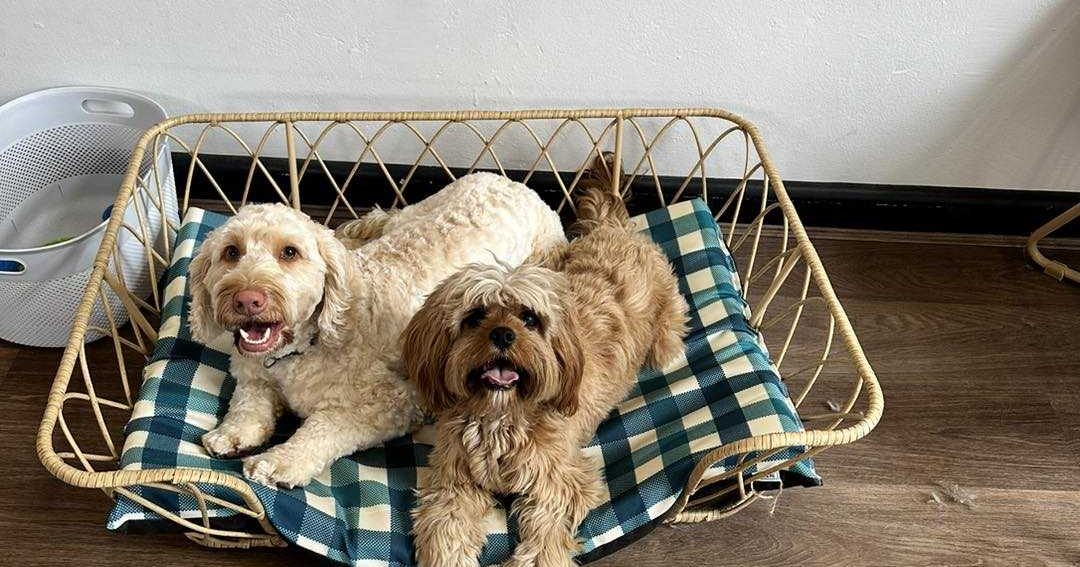 Launceston Central | Paws Day Spa